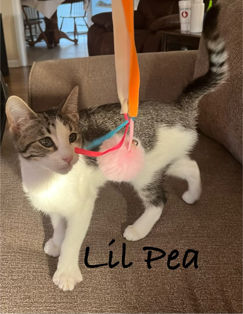 Rome Floyd Humane Society