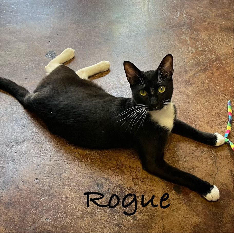 Rome Floyd Humane Society