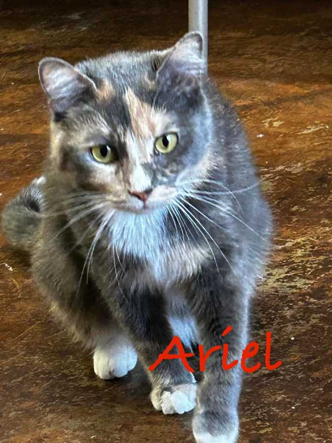 Rome Floyd Humane Society