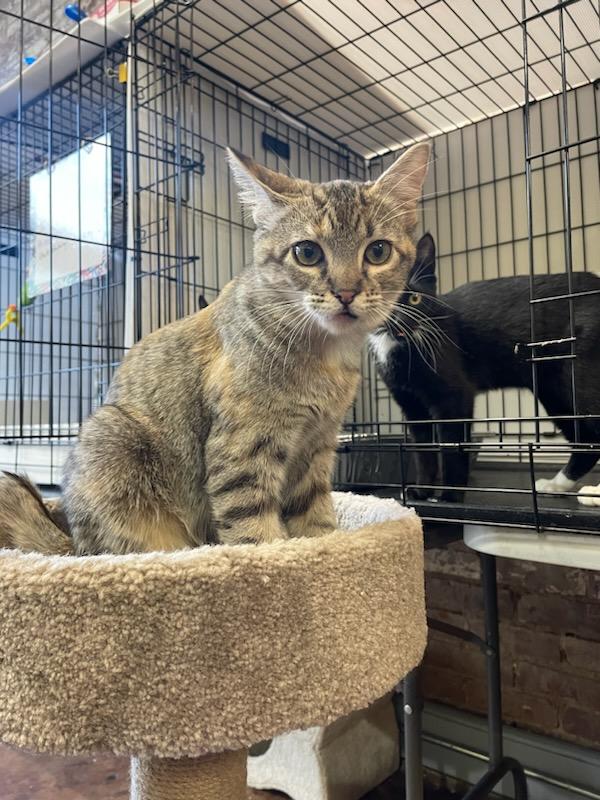 Rome Floyd Humane Society