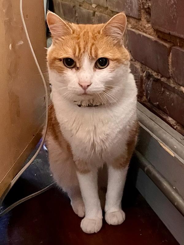 Rome Floyd Humane Society